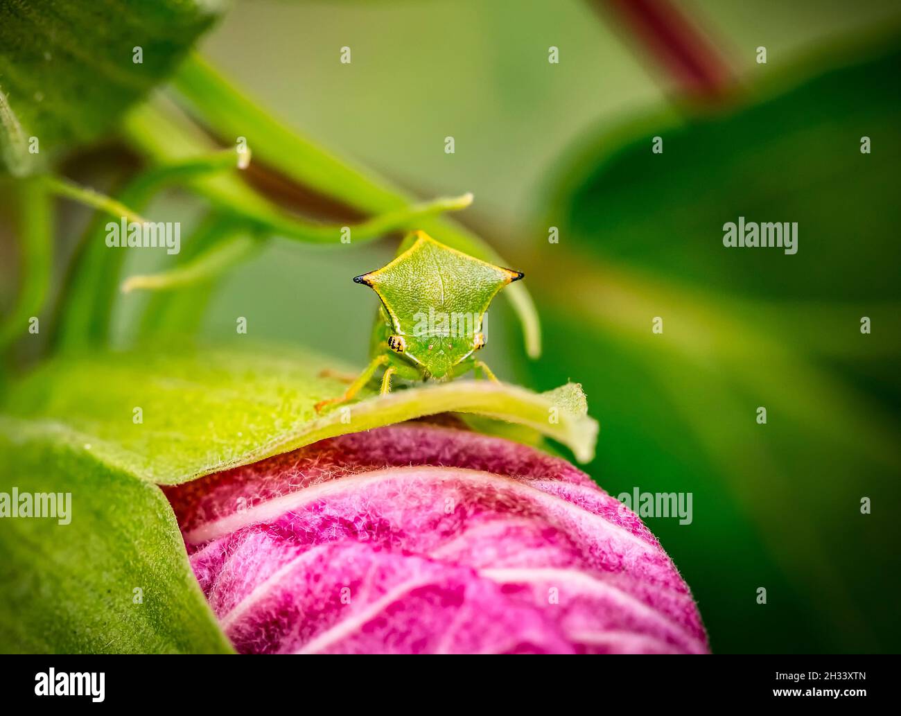 Buffalo Treehopper Stictocephala bisonia Insect pest vermin on a big ...