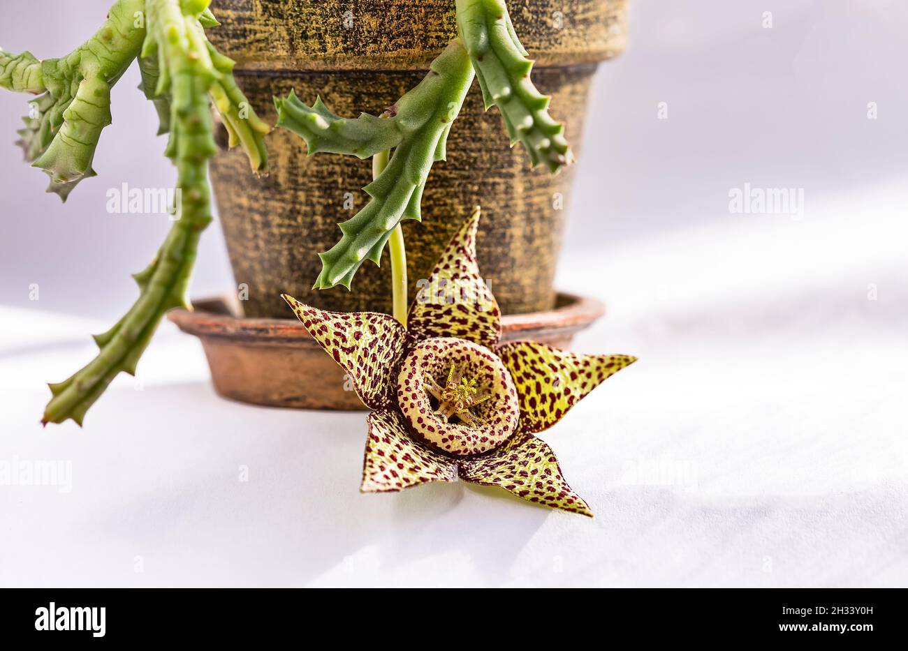 Close up of flower of Succulent plant Orbea variegata or stapelia ...