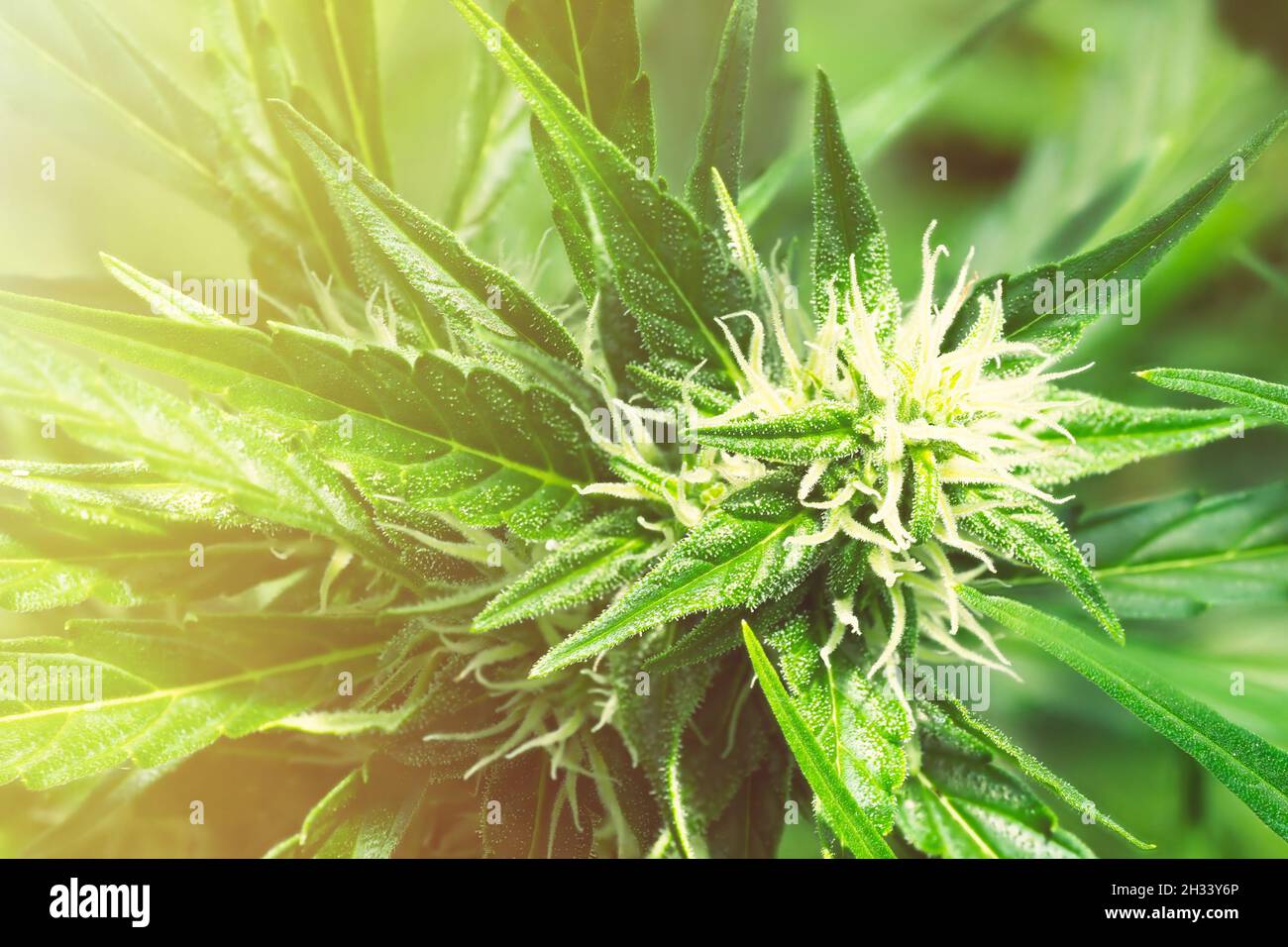 Close up marijuana plant shallow hi-res stock photography and images ...