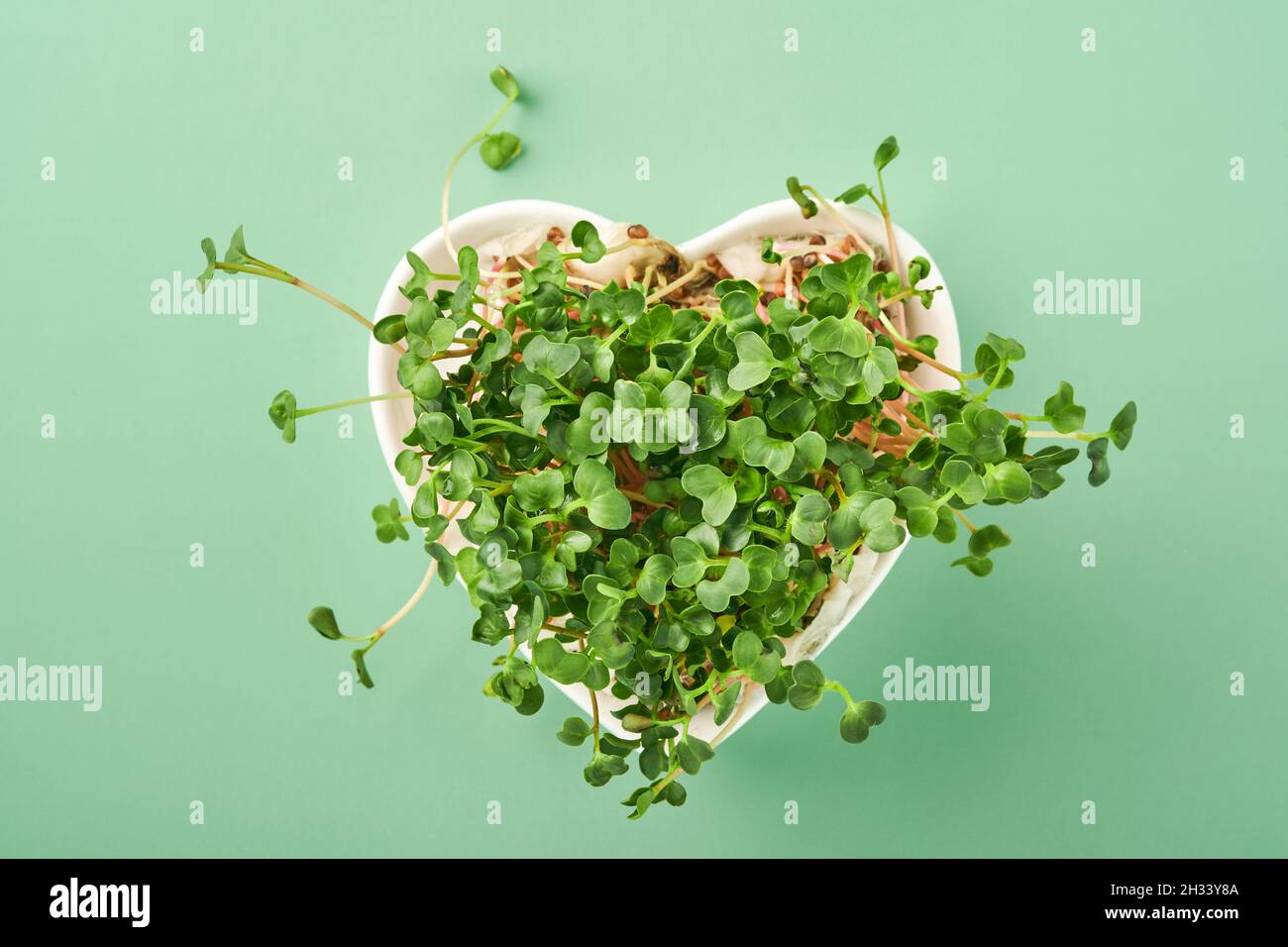 Sprouted radish microgreens in heart shaped plate on green background ...