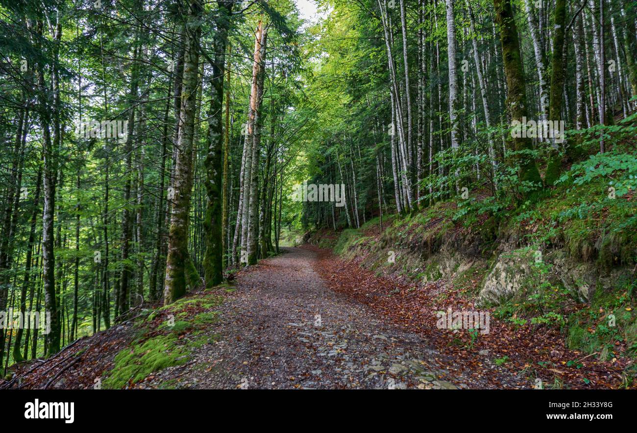 Trees in irati forest navarra hi-res stock photography and images - Alamy