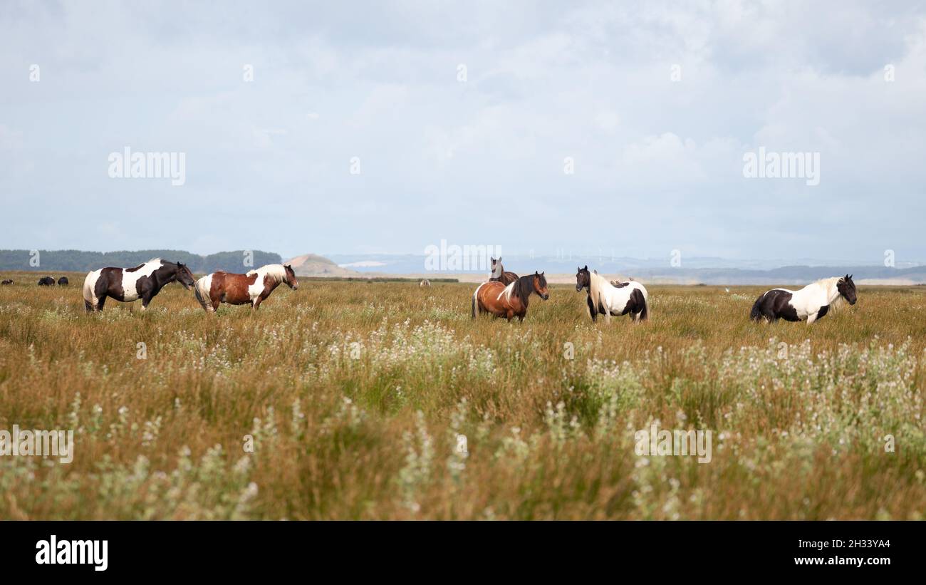 A herd of wild ponies of the Gower Peninsula, Wales, UK Stock Photo - Alamy