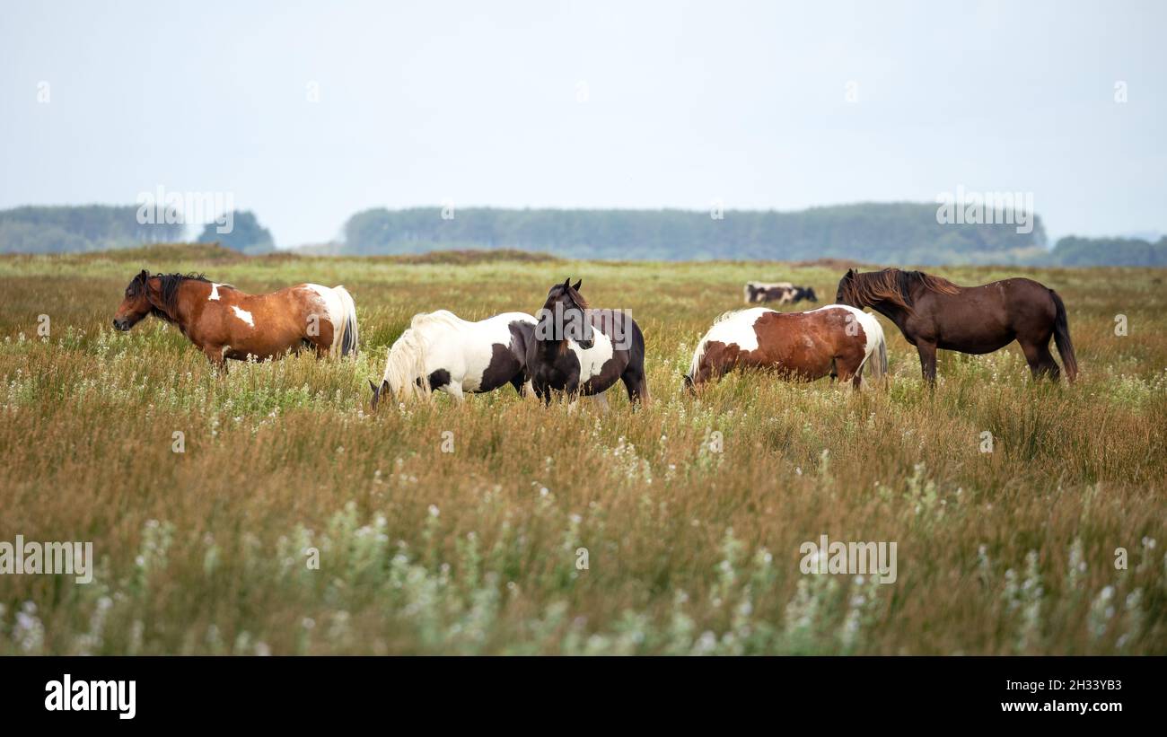 A herd of wild ponies of the Gower Peninsula, Wales, UK Stock Photo - Alamy
