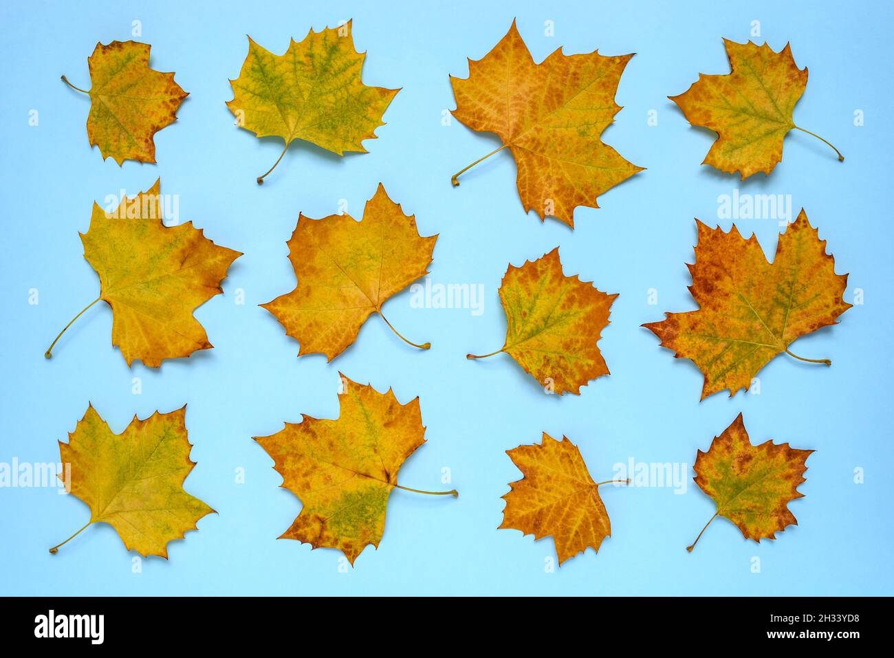 Minimal autumn composition background of colorful maple fallen leaves ...