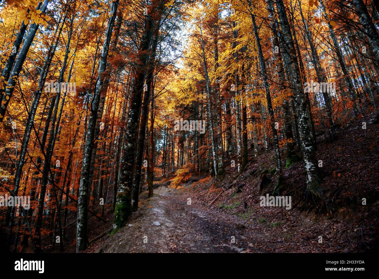 Amazing Autumn forest scenery. Irati forest in Navarra. Spain Stock ...