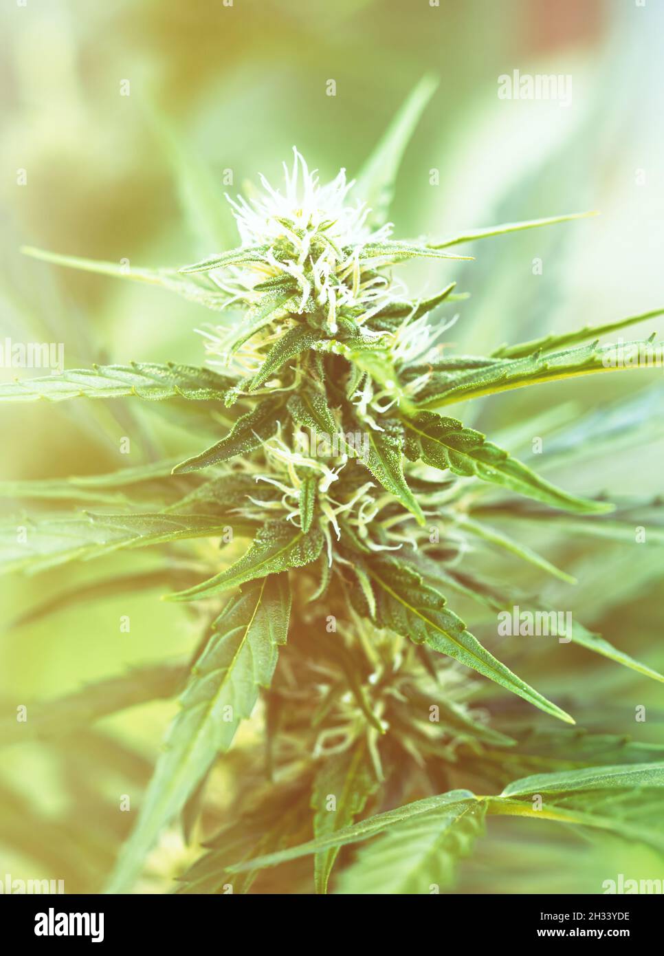 Ripe cannabis plant - Northern Light. Blooming female marijuana flower ...
