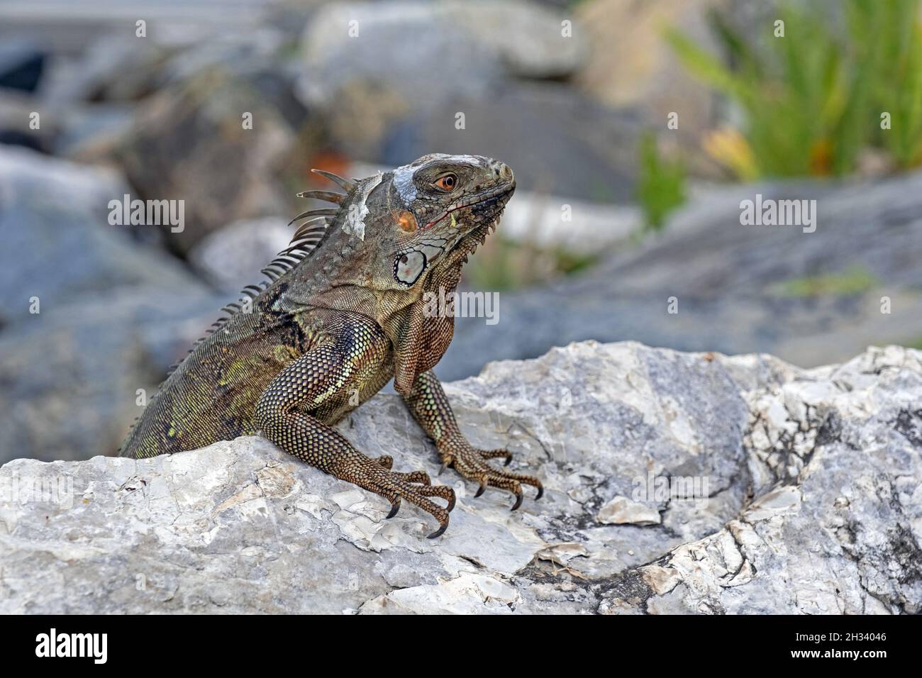 Common green iguana / American iguana (Iguana iguana) on the island of ...