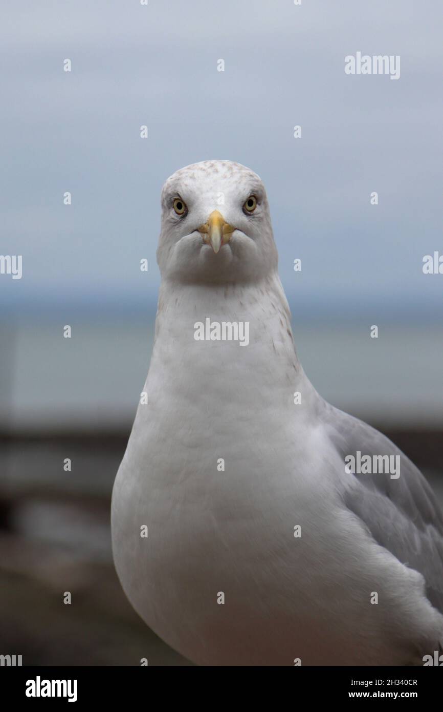 Seagull eye hi-res stock photography and images - Alamy
