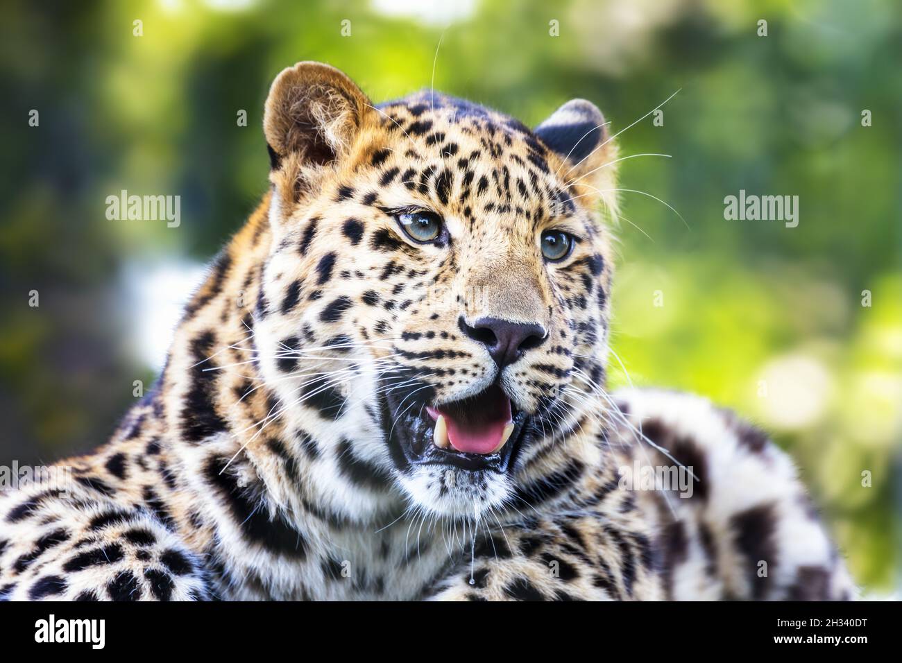 Adult Amur Leopard in sunlight. A species of leopard indigenous to ...