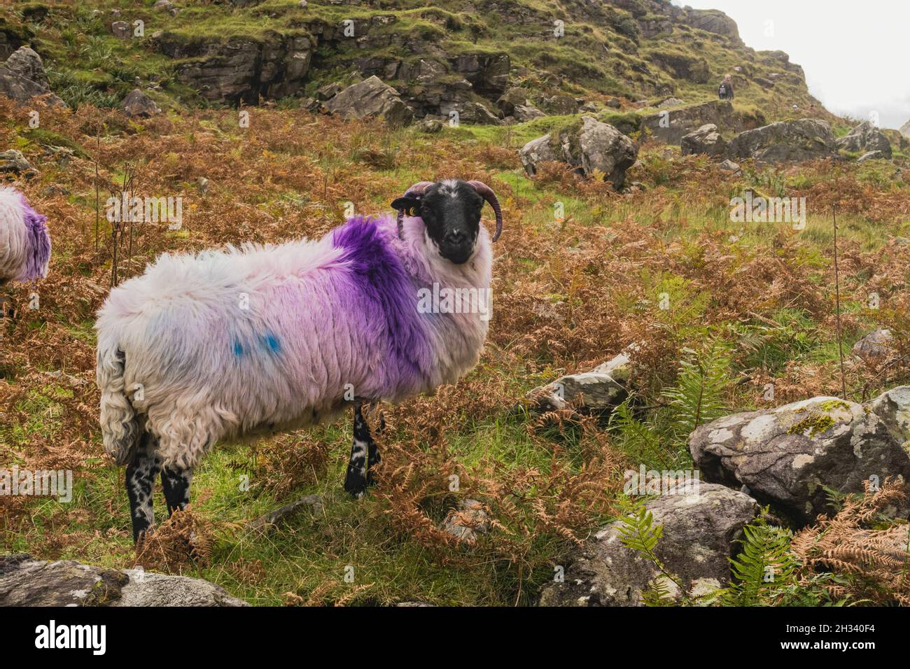Irish wallpaper hi-res stock photography and images - Alamy