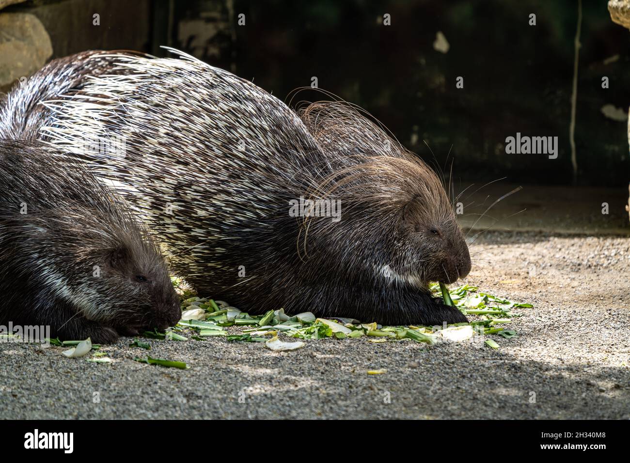 The Indian crested Porcupine, Hystrix indica or Indian porcupine, is a ...