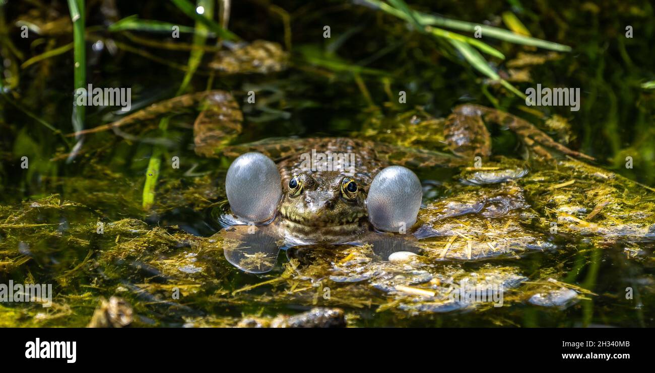 Common frog, Rana temporaria, single reptile croaking in water, also ...