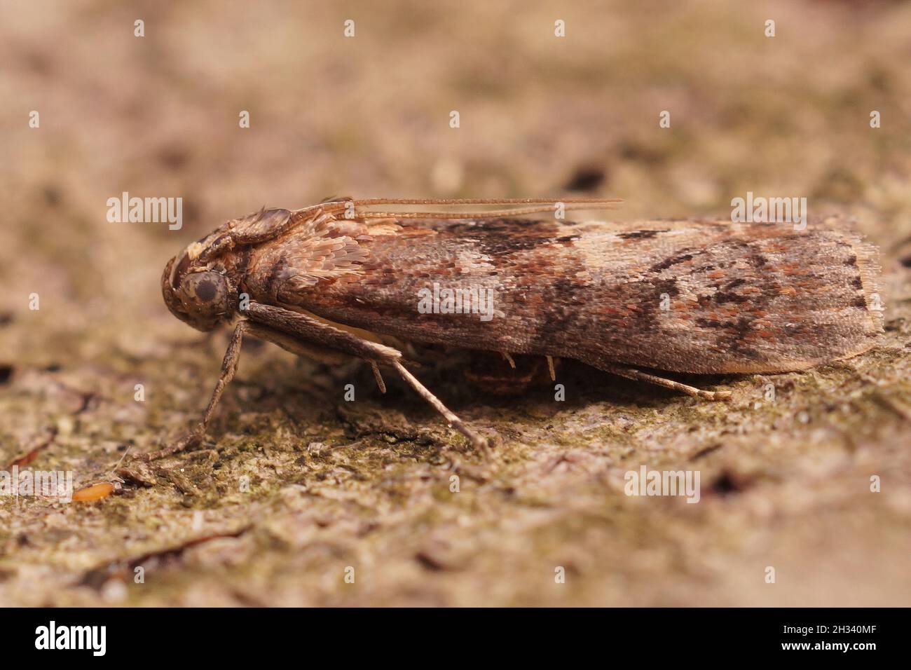 Closeup on the small Dotted oak knot-horn moth Phycita roborella Stock ...