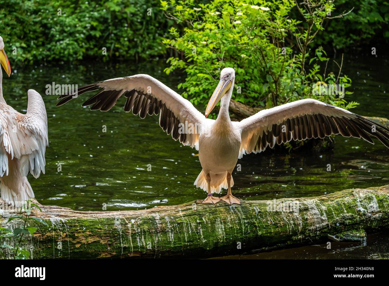 The Great White Pelican, Pelecanus onocrotalus also known as the rosy ...
