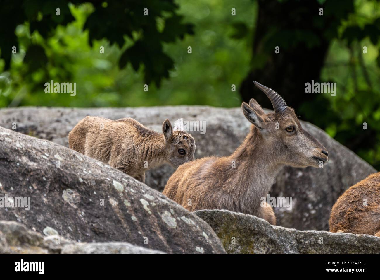 Male mountain ibex - capra ibex in the zoo Stock Photo - Alamy