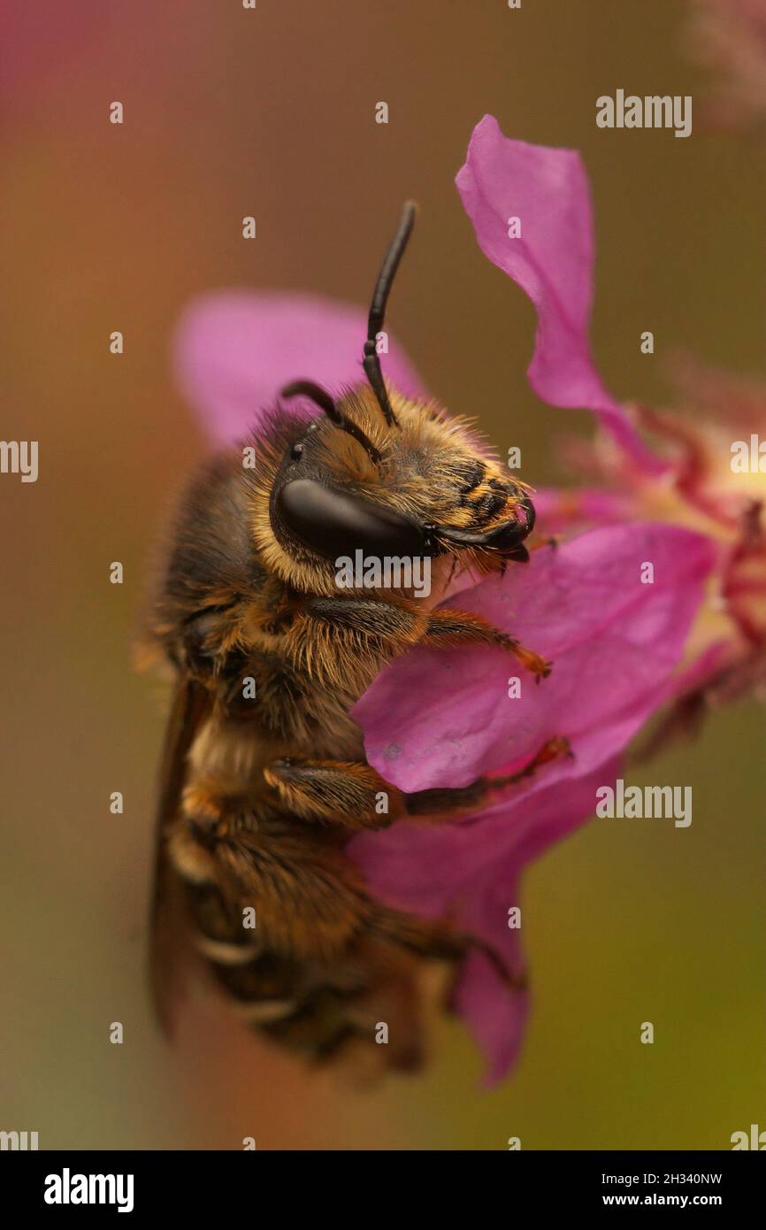 Vertical closeup on a female Purple loosestrife bee, Melitta nigricans ...