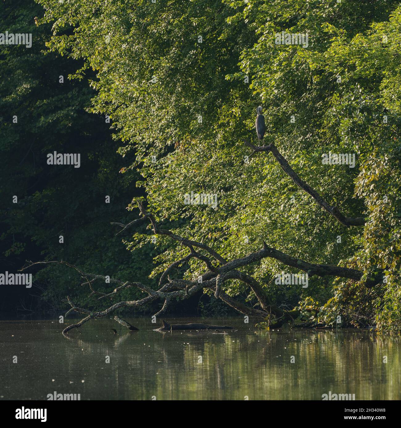 Natural view of fallen tree branch in the river Stock Photo - Alamy