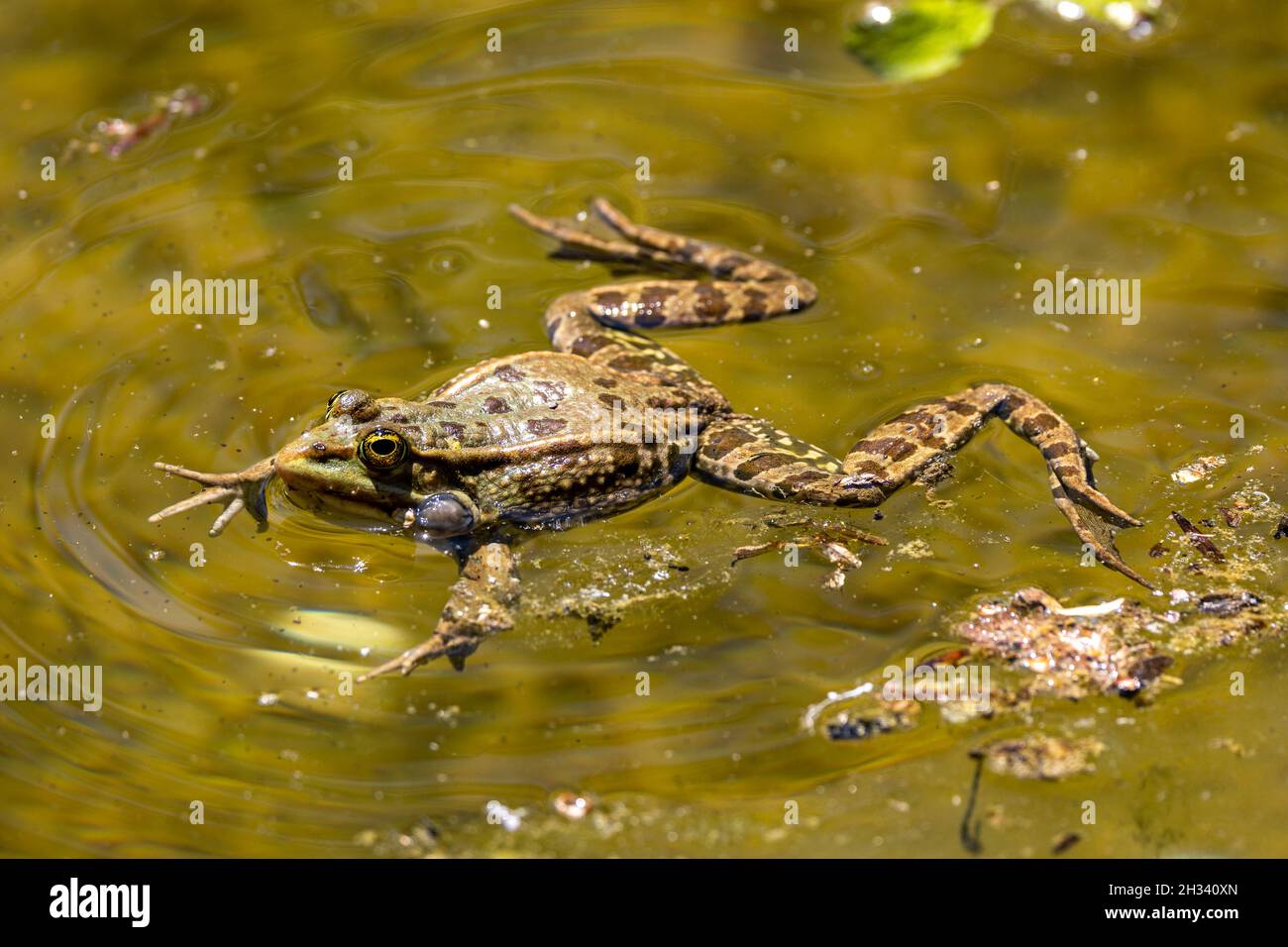 Common frog, Rana temporaria, single reptile croaking in water, also ...