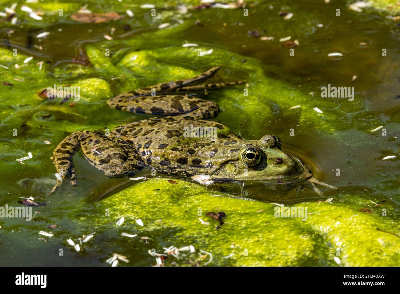 Common frog, Rana temporaria, single reptile croaking in water, also ...