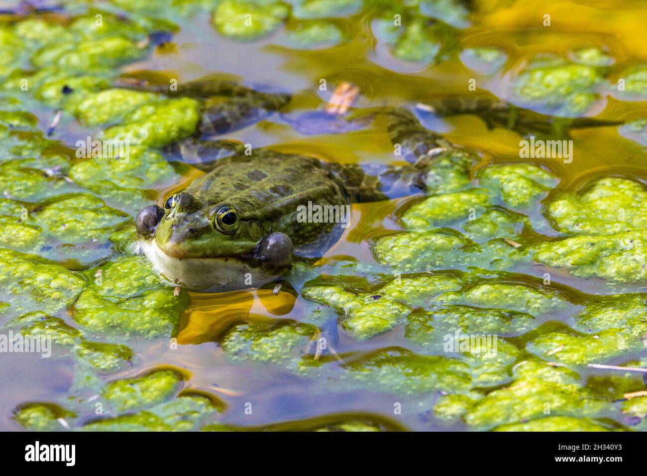 Common frog, Rana temporaria, single reptile croaking in water, also ...