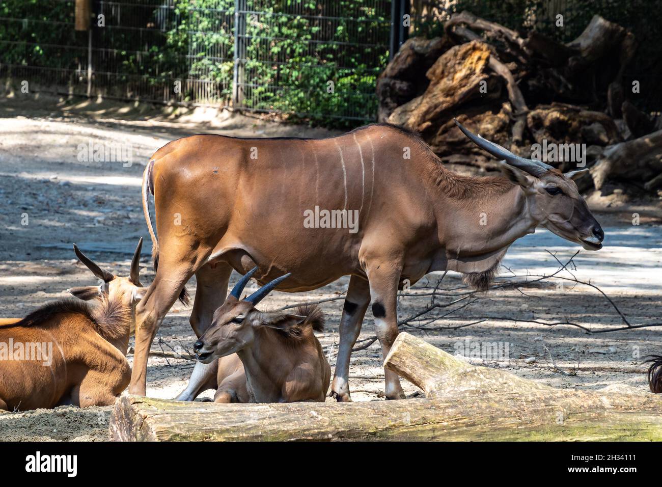The common eland, Taurotragus oryx also known as the southern eland or ...