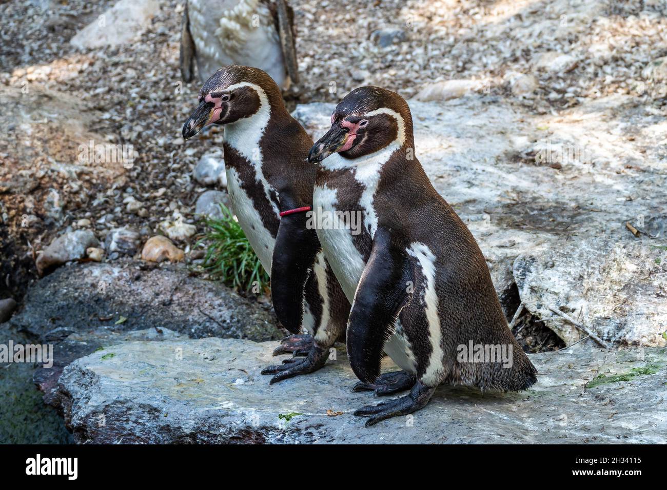 The Humboldt Penguin, Spheniscus humboldti also termed Peruvian penguin ...