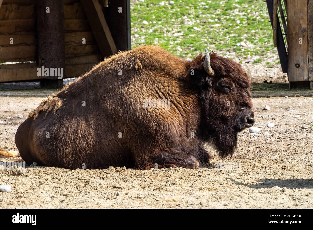 The American bison or simply bison, also commonly known as the American ...