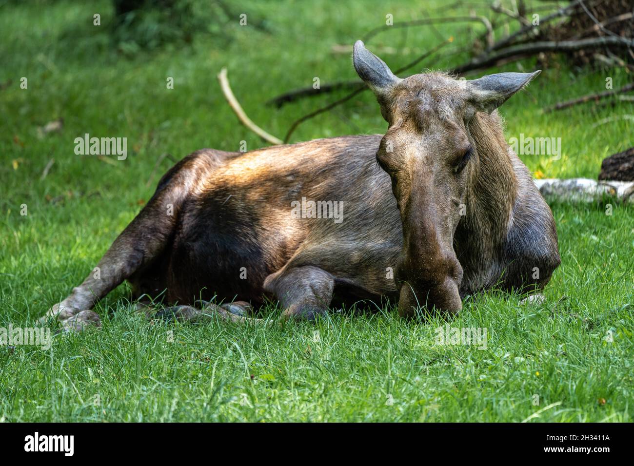European Moose, Alces alces, also known as the elk. Wild life animal ...