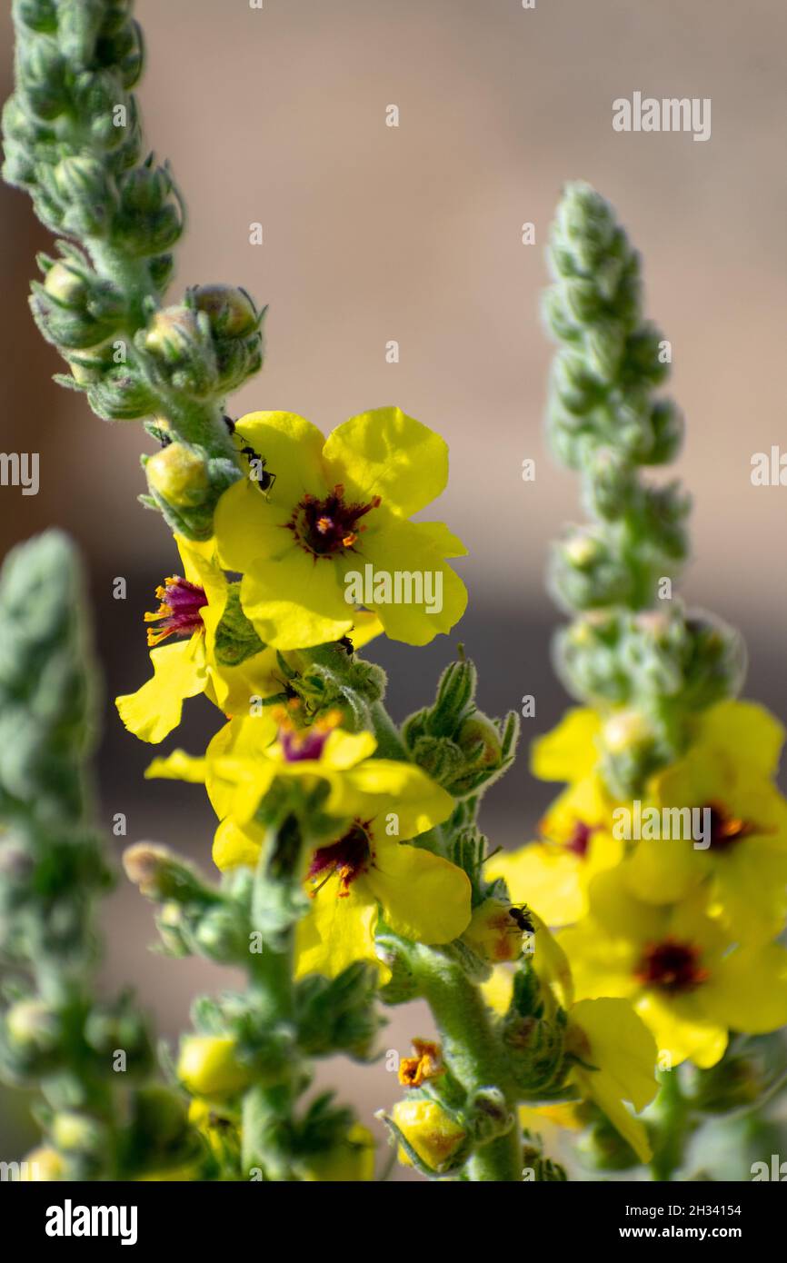 Close-up shot of Wavyleaf Mullein Verbascum sinuatum Stock Photo - Alamy