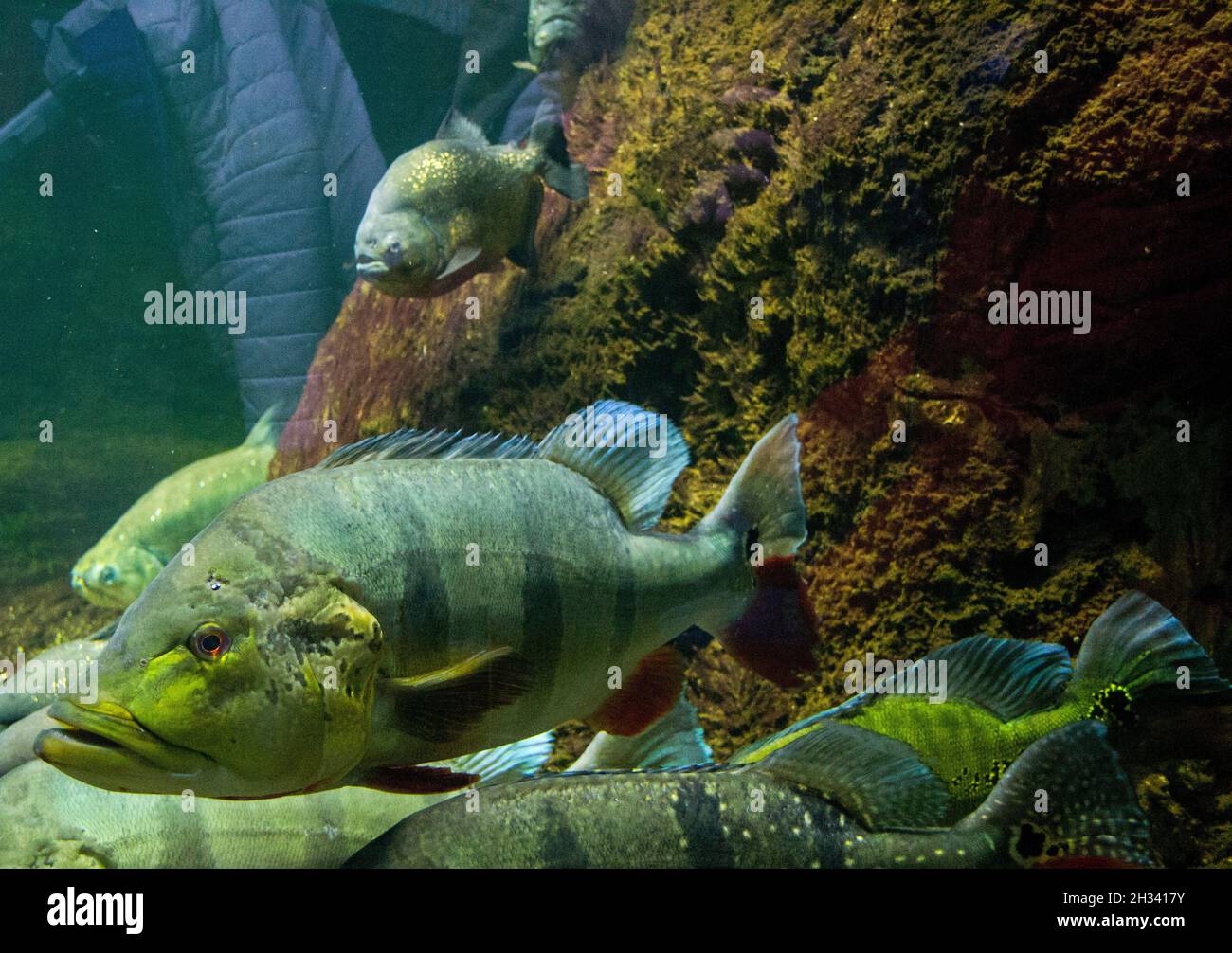 Cichla temensiss hi-res stock photography and images - Alamy