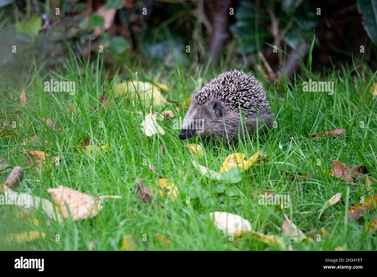 Brown breasted hedgehog hi-res stock photography and images - Alamy