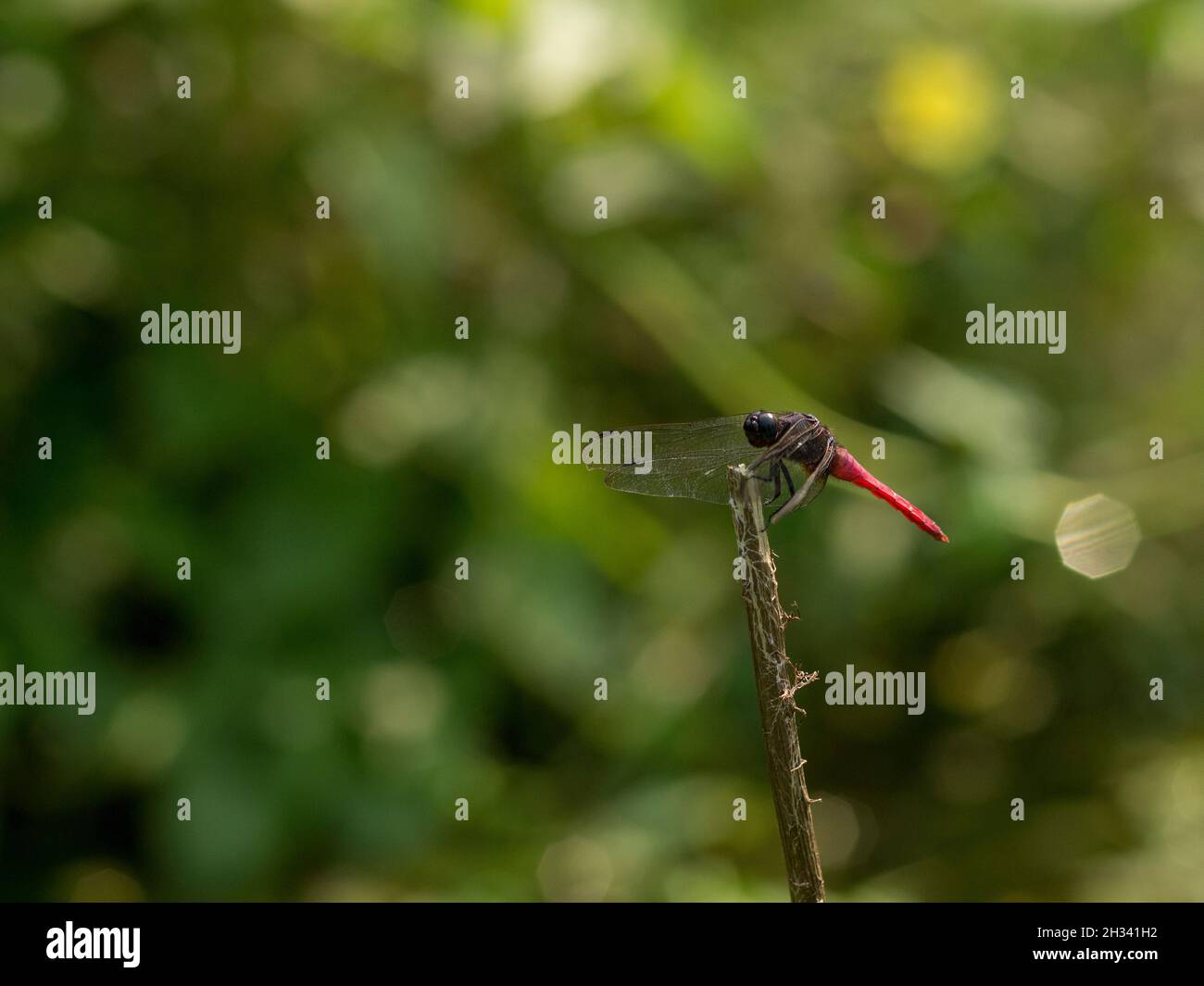 Griffinflies hi-res stock photography and images - Alamy