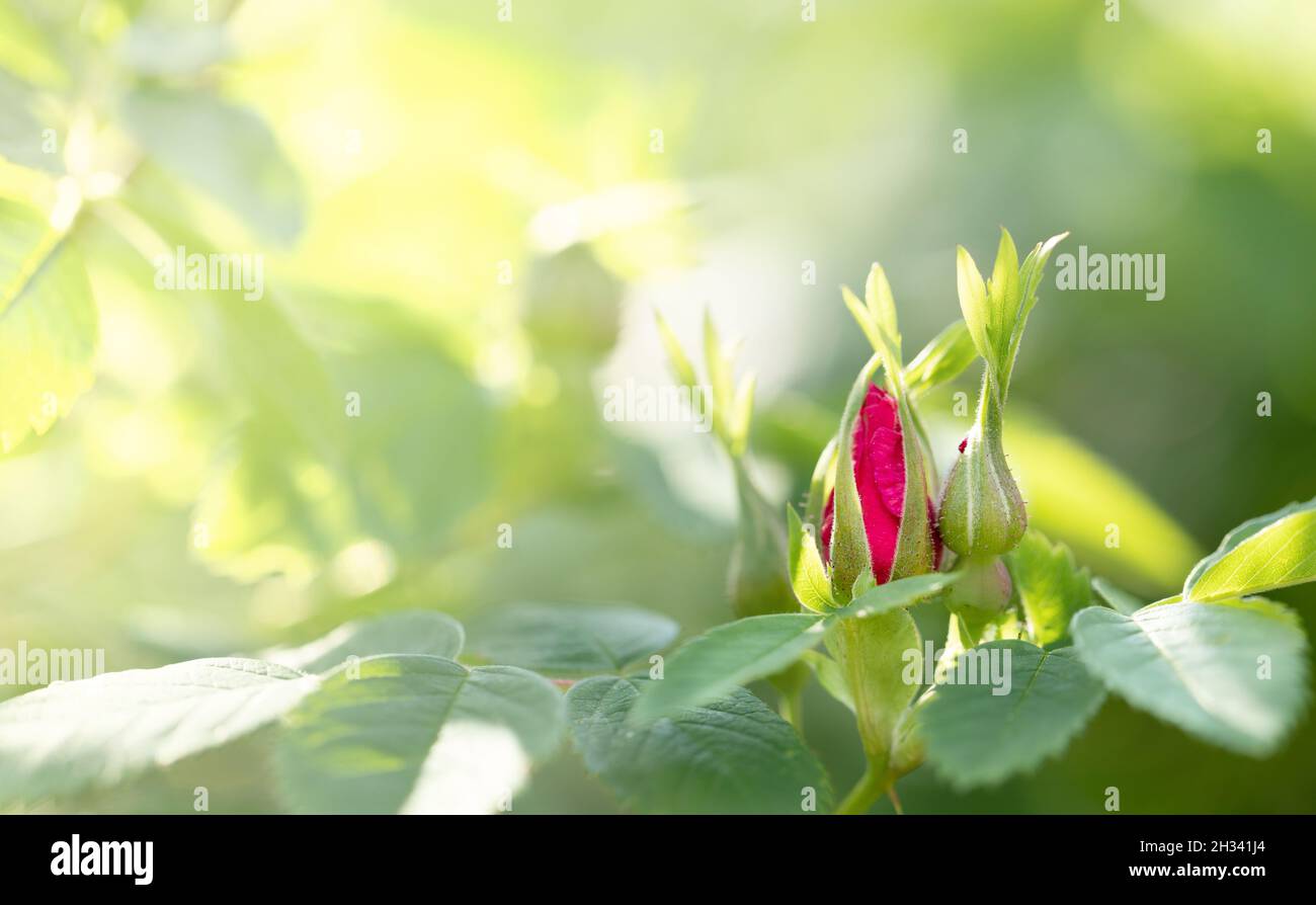 Unopened pink rosehip buds on a sun-drenched, blurred yellow-green ...