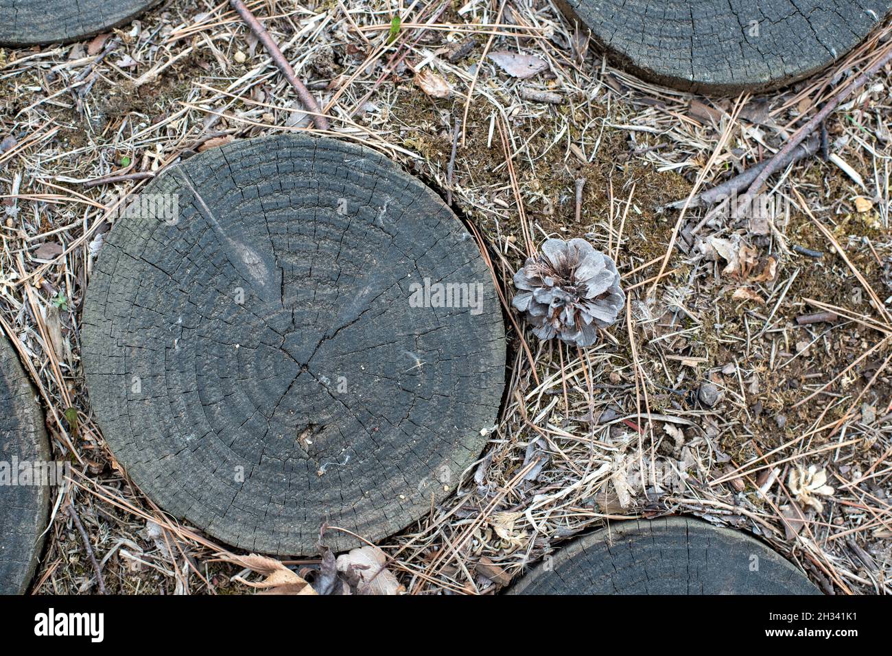 Top view of stumps on the ground Stock Photo - Alamy