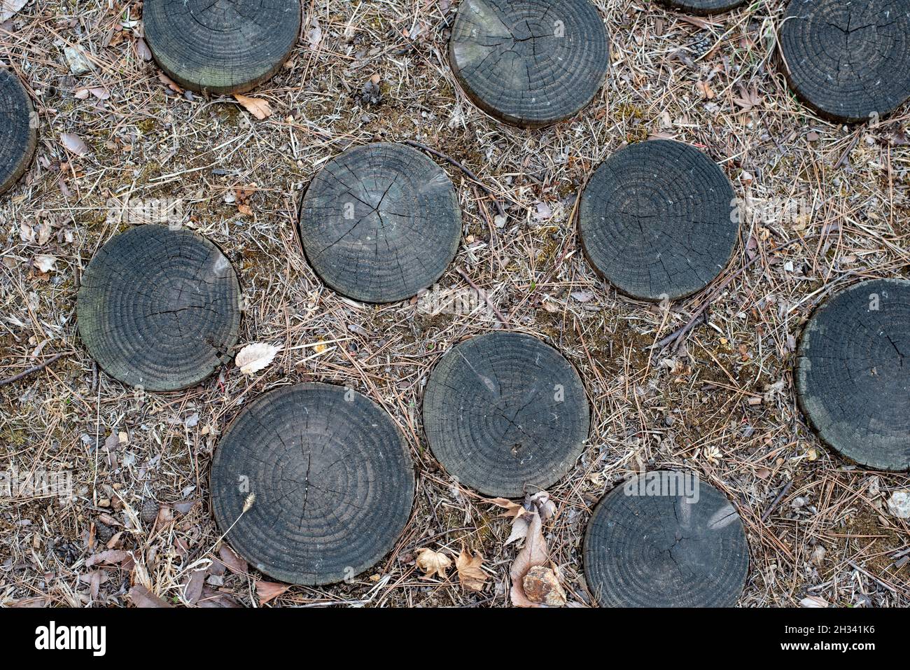 Top view of stumps on the ground Stock Photo - Alamy