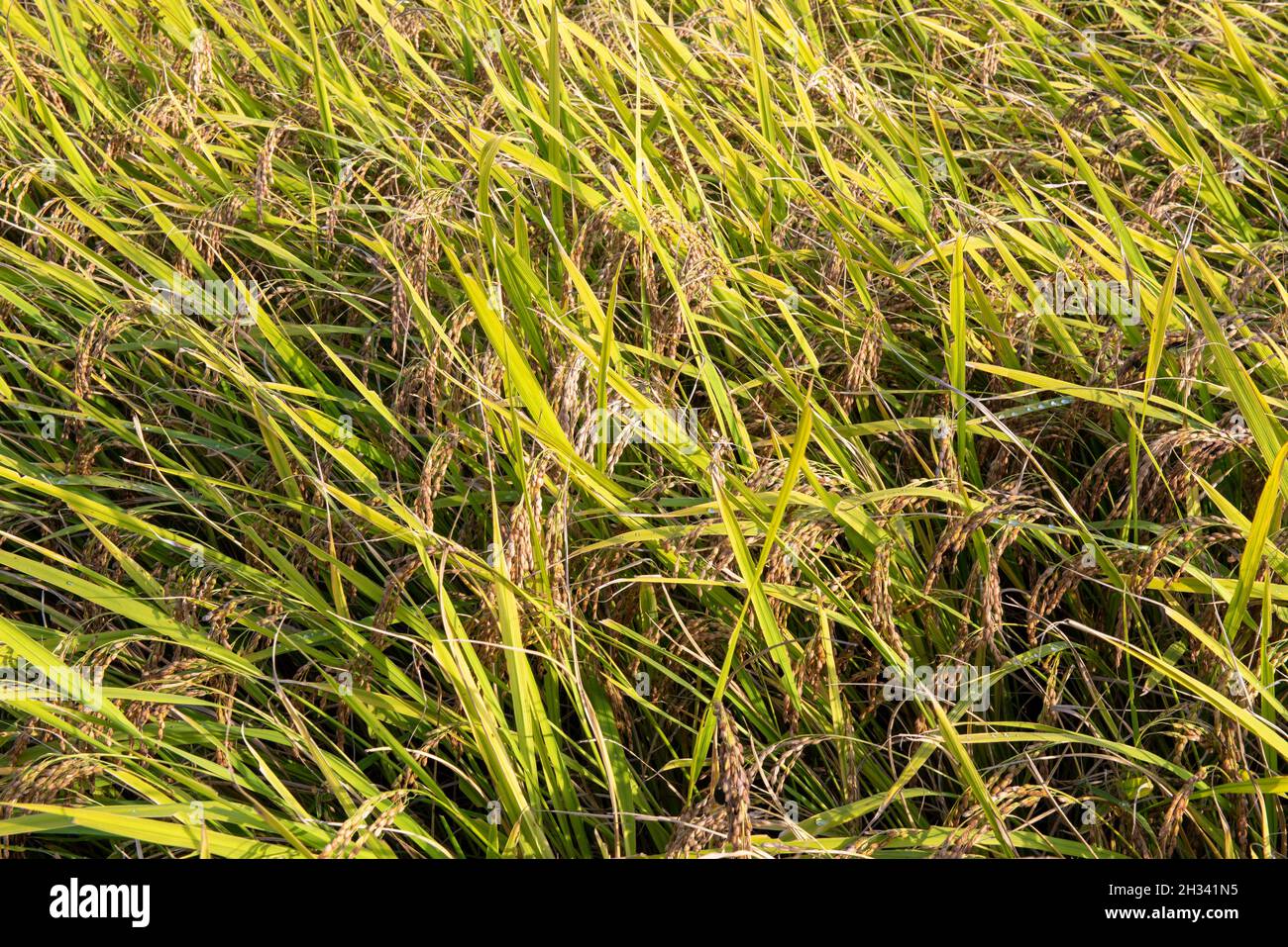 Rice field in the wind Stock Photo - Alamy