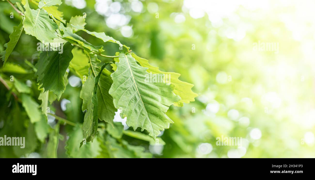 Young green oak leaves on sunlit blurred yellow-green bokeh backdrop ...