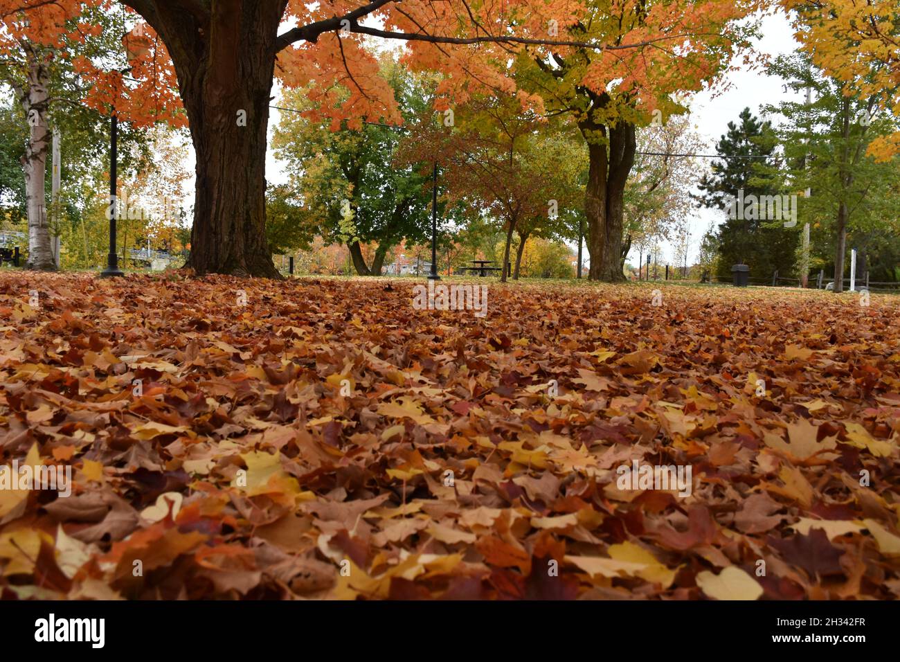 A maple tree in autumn, Québec, Canada Stock Photo - Alamy