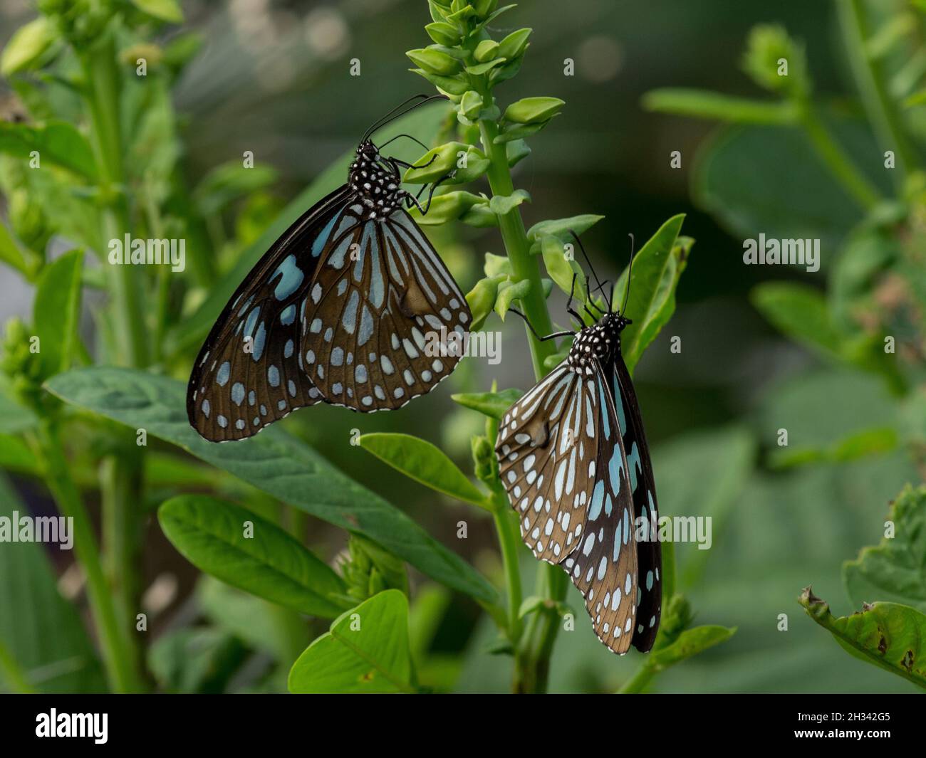 Fung yuen hi-res stock photography and images - Alamy