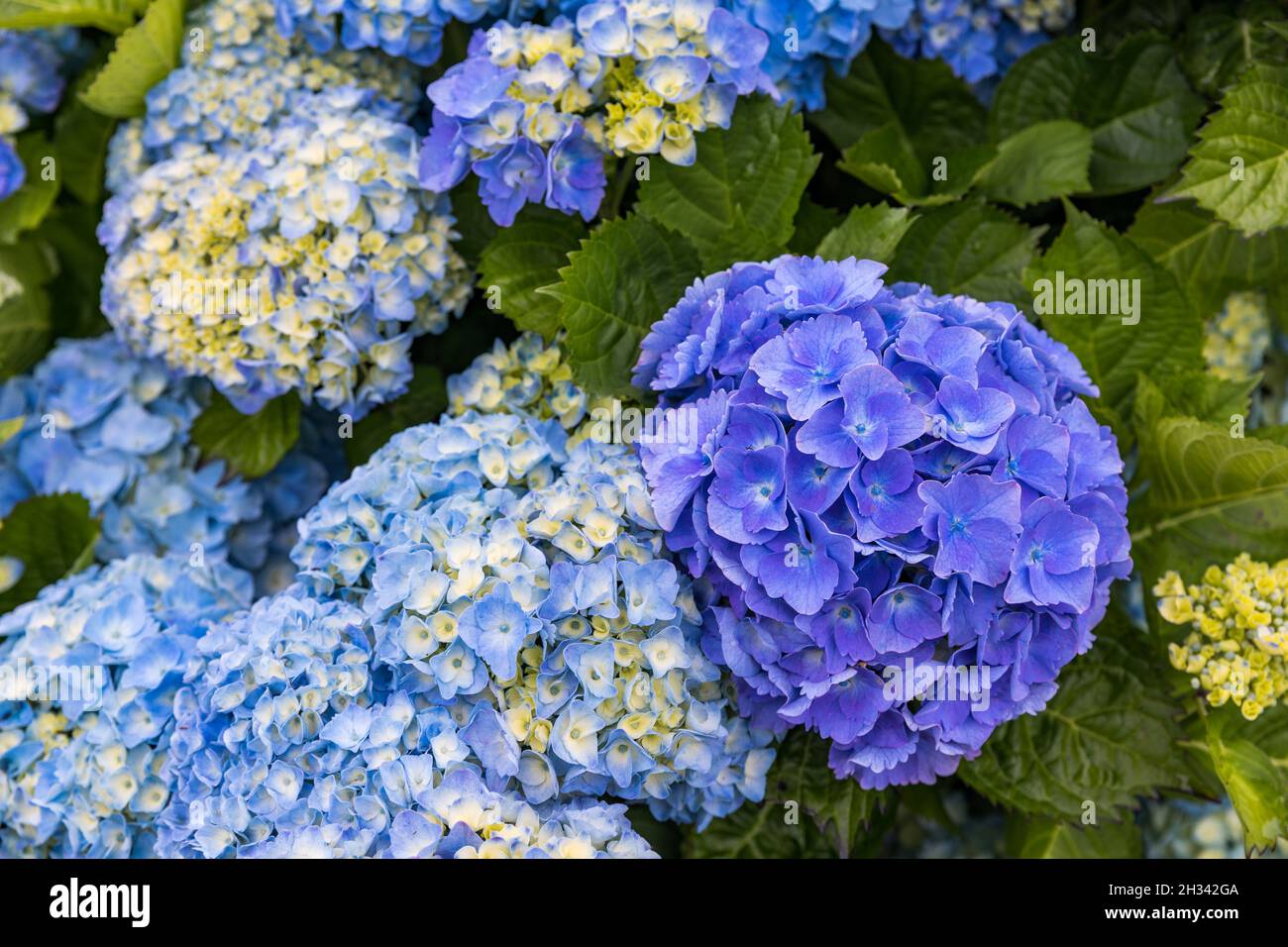 Blue and white hydrangeas in Azores islands. Azores. Portugal. Blue ...