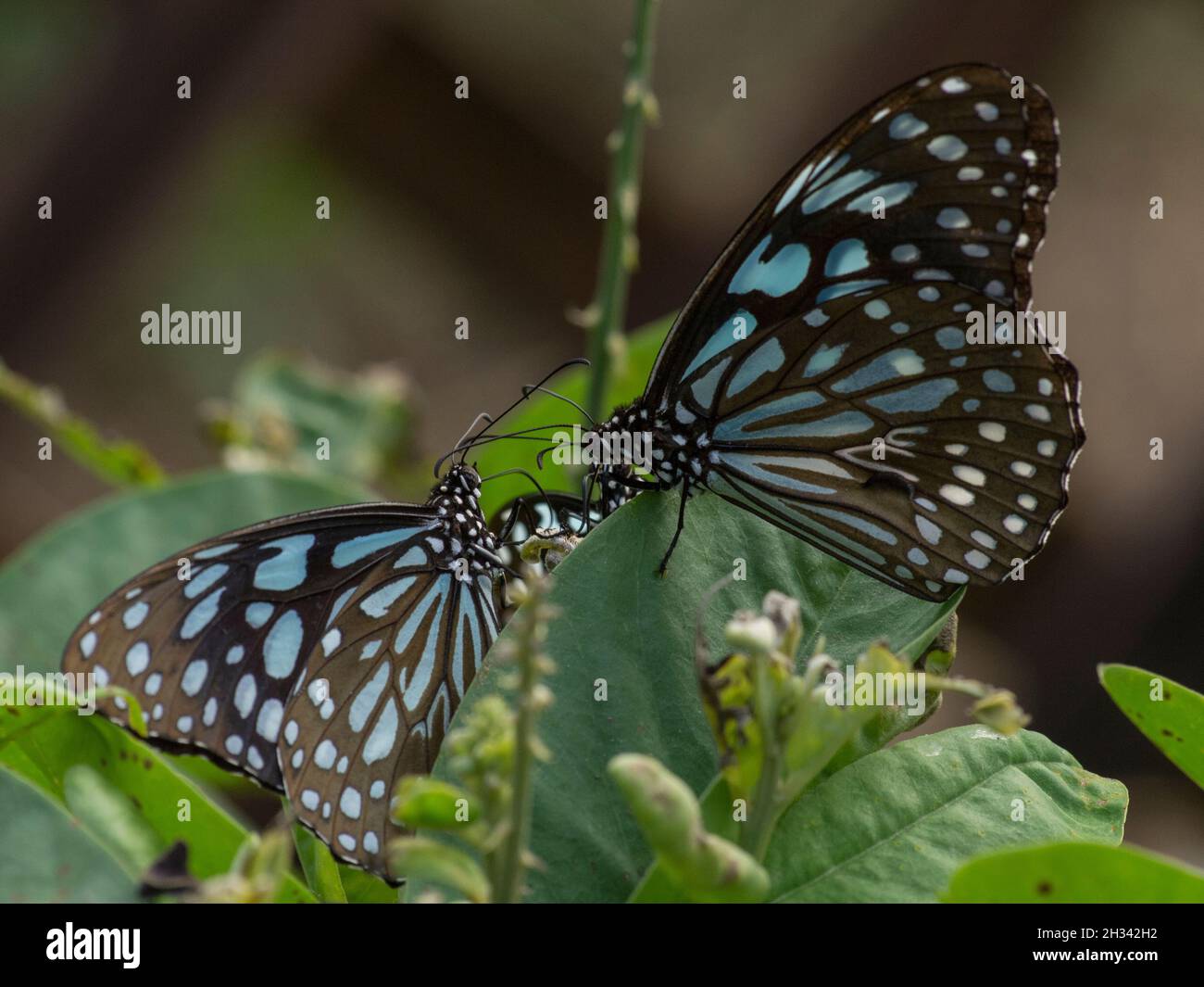 Fung yuen hi-res stock photography and images - Alamy