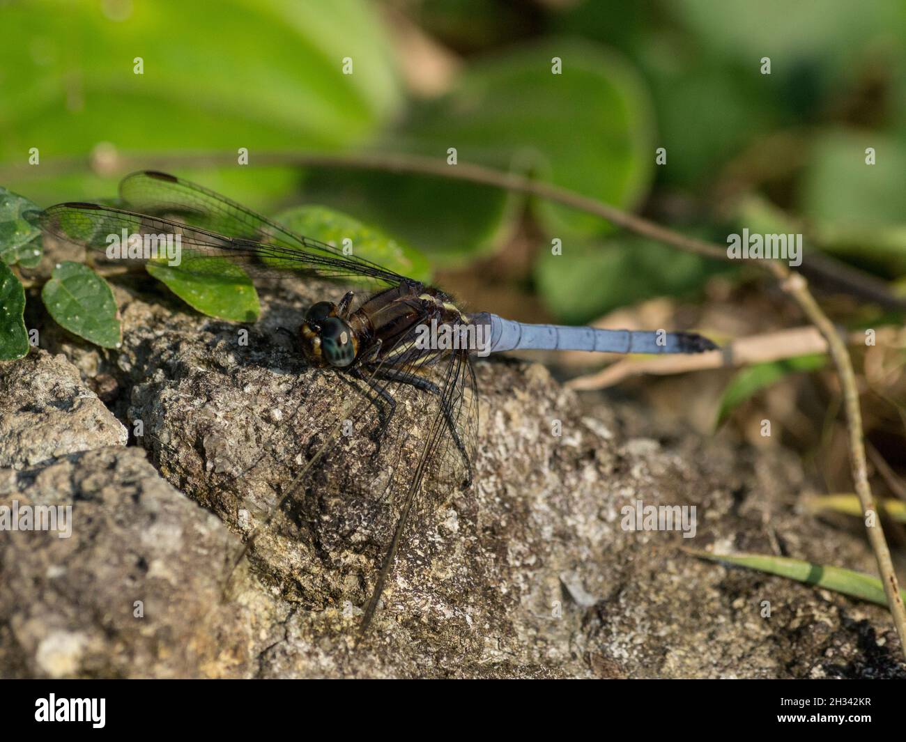 Griffinflies hi-res stock photography and images - Alamy