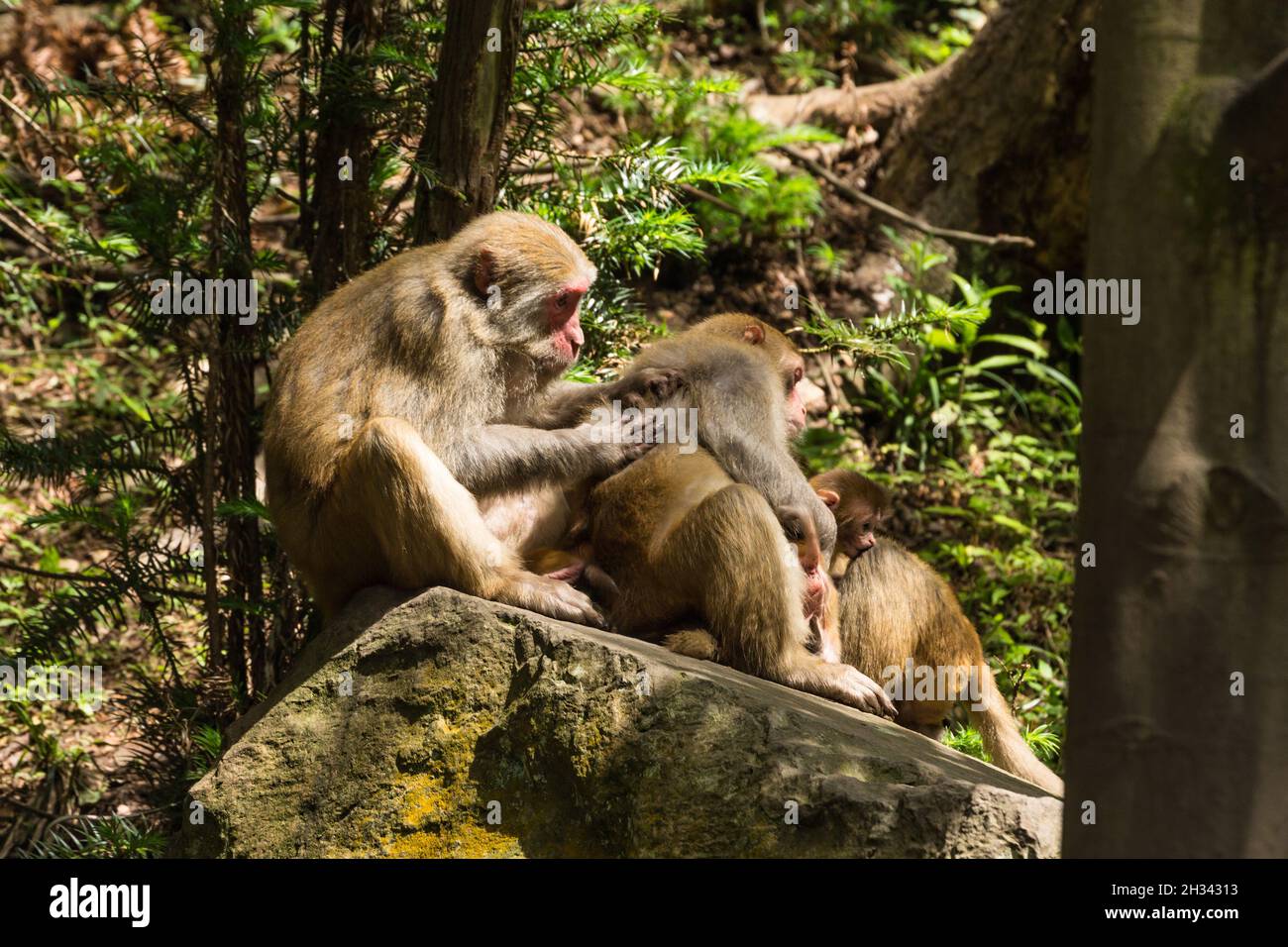 A wild Rhesus Macaque family grooming in the Zhangiajie National Forest ...