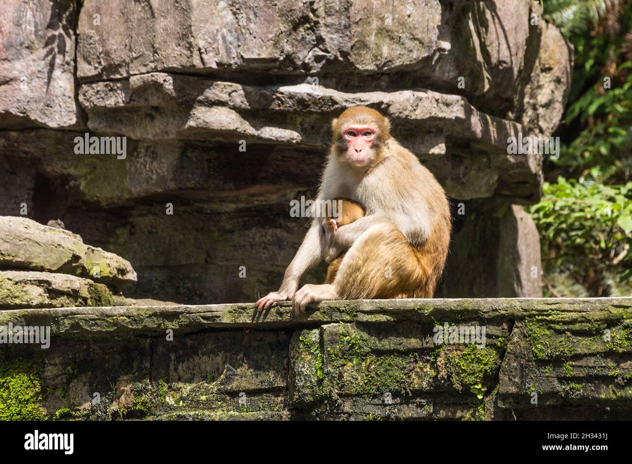 A wild Rhesus Macaque mother and baby in the Zhangiajie National Forest ...