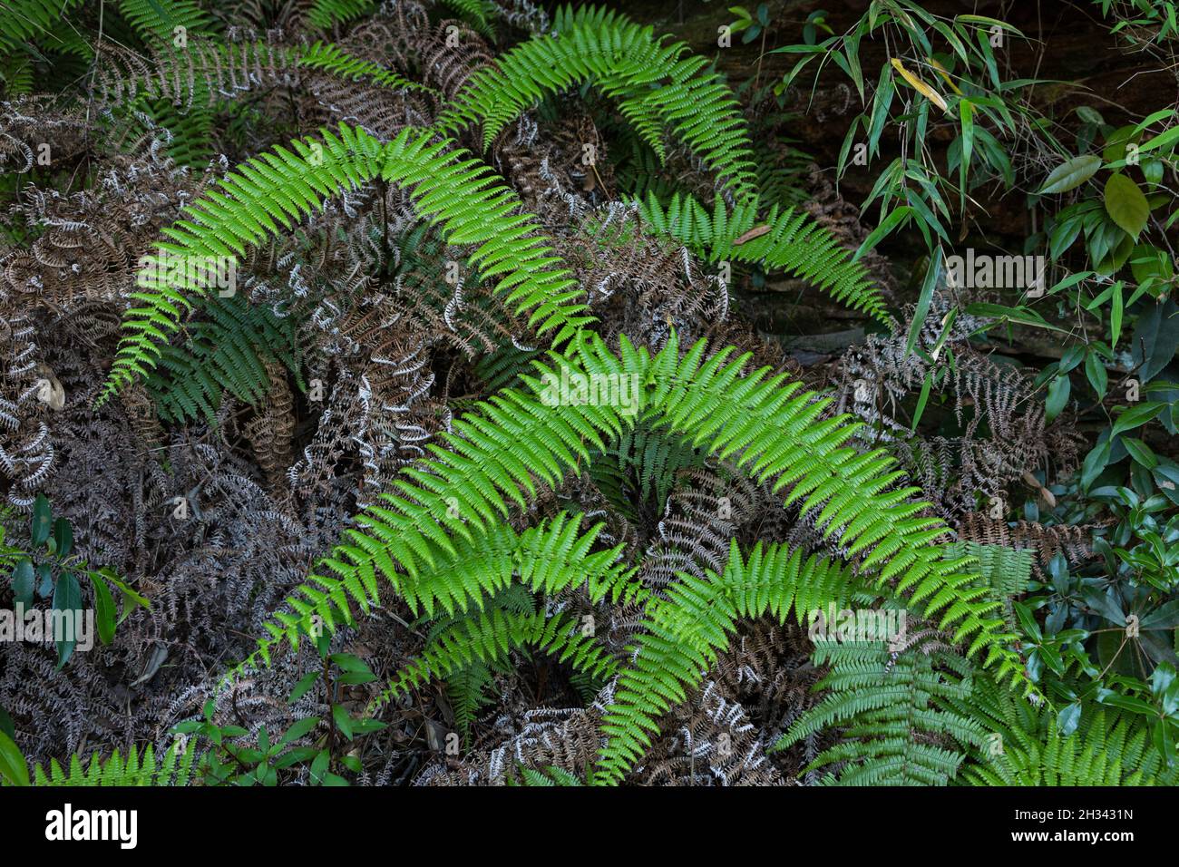 Ferns in Zhangjiajie National Forest Park in China Stock Photo - Alamy