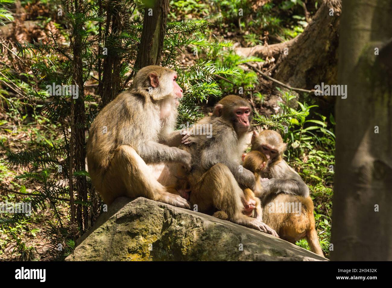 A wild Rhesus Macaque family grooming in the Zhangiajie National Forest ...