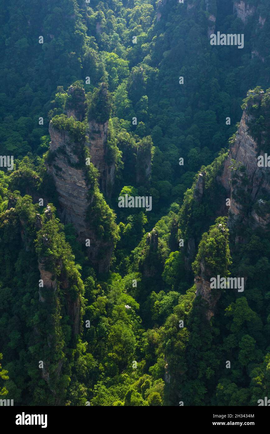 The quartzite sandstone pillars of the Avatar Mountains of Zhangjiajie ...