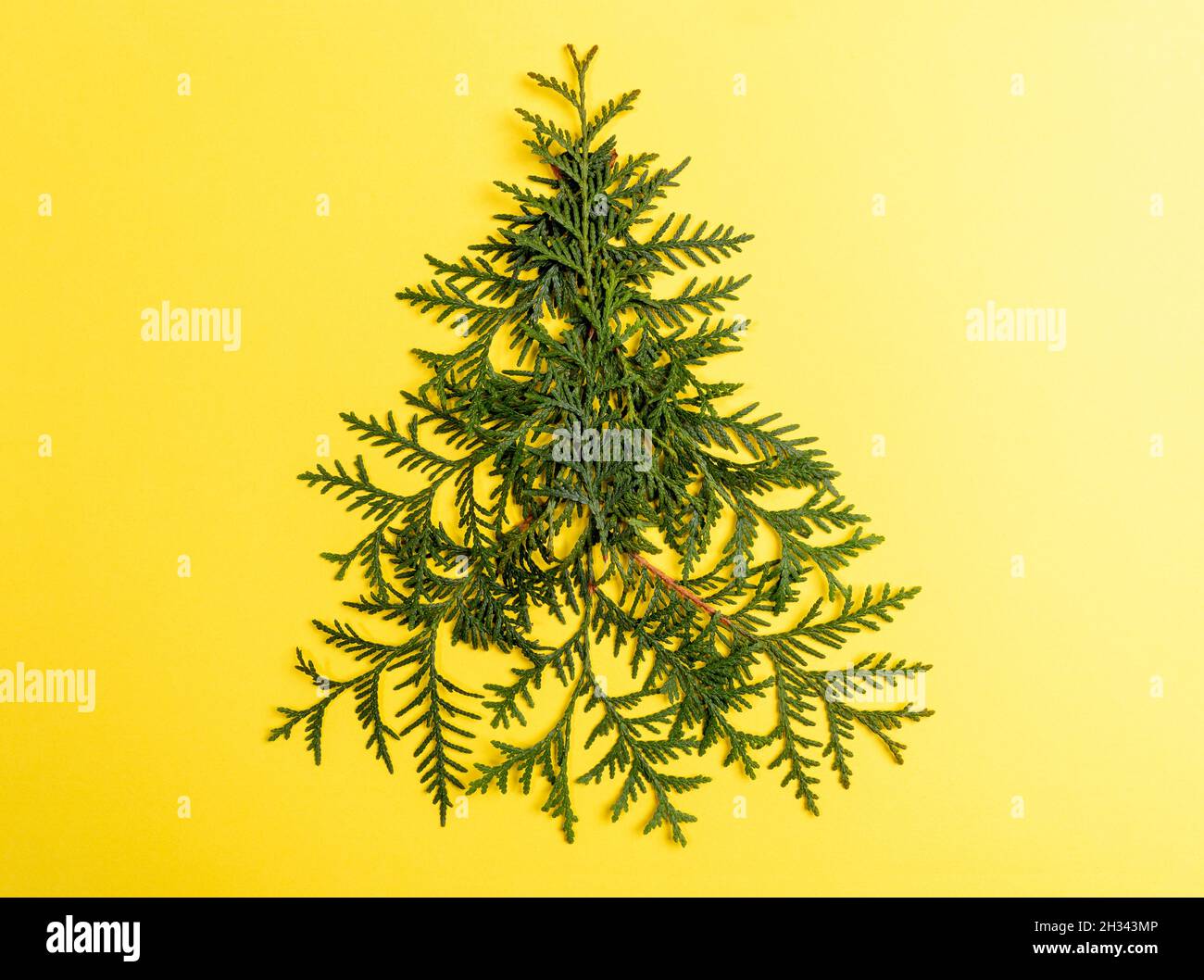 Green Arborvitae High Resolution Stock Photography and Images - Alamy