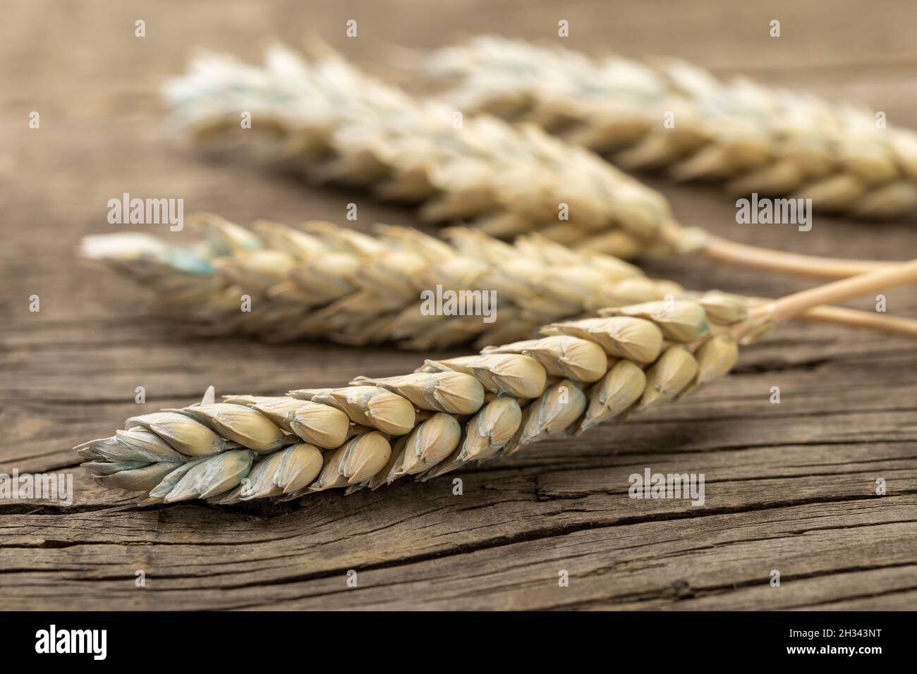Bad wheat crop hi-res stock photography and images - Alamy