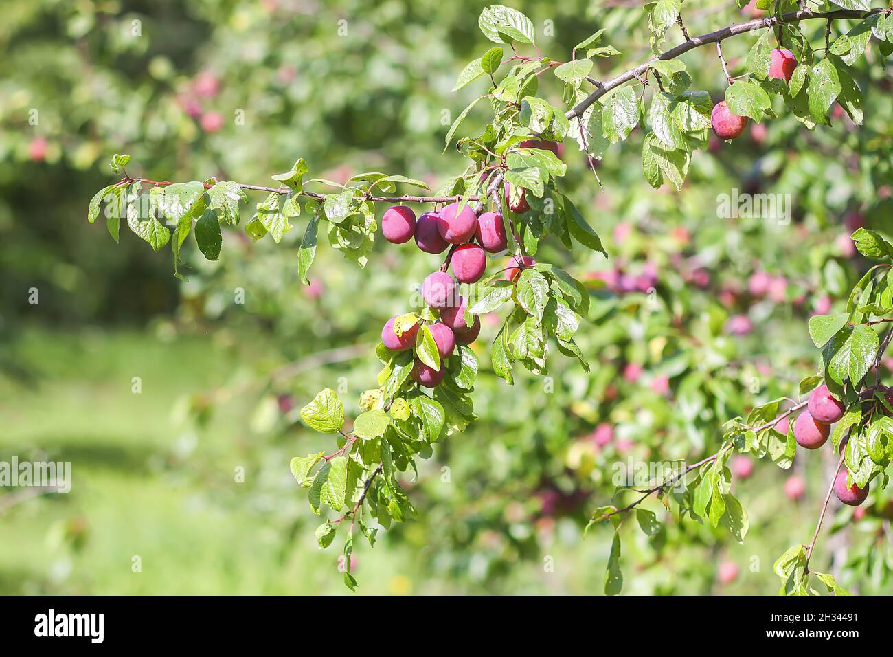 Plum tree branches with ripe sweet juicy fruits in sunset light in ...